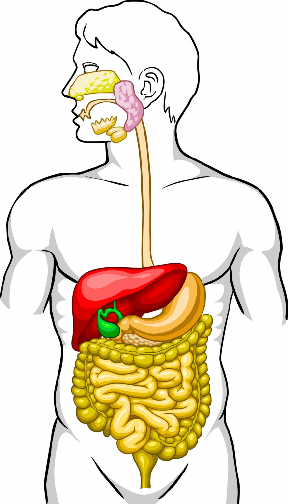 Digestive System Unlabeled Digestive System Diagram Unlabeled Human Digestive System Unlabeled Digestive System Diagram Unlabeled Human